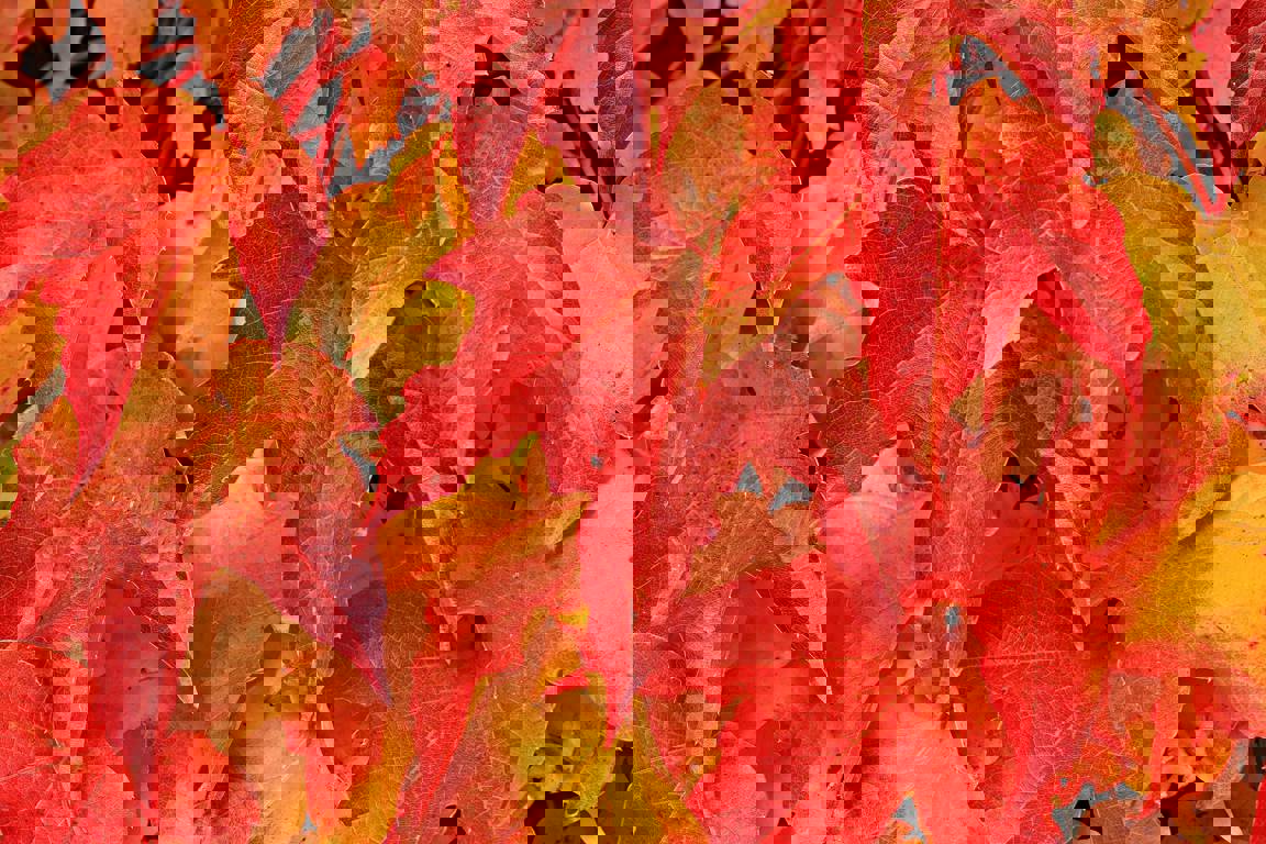 Home | Hasty's Adventure Farm