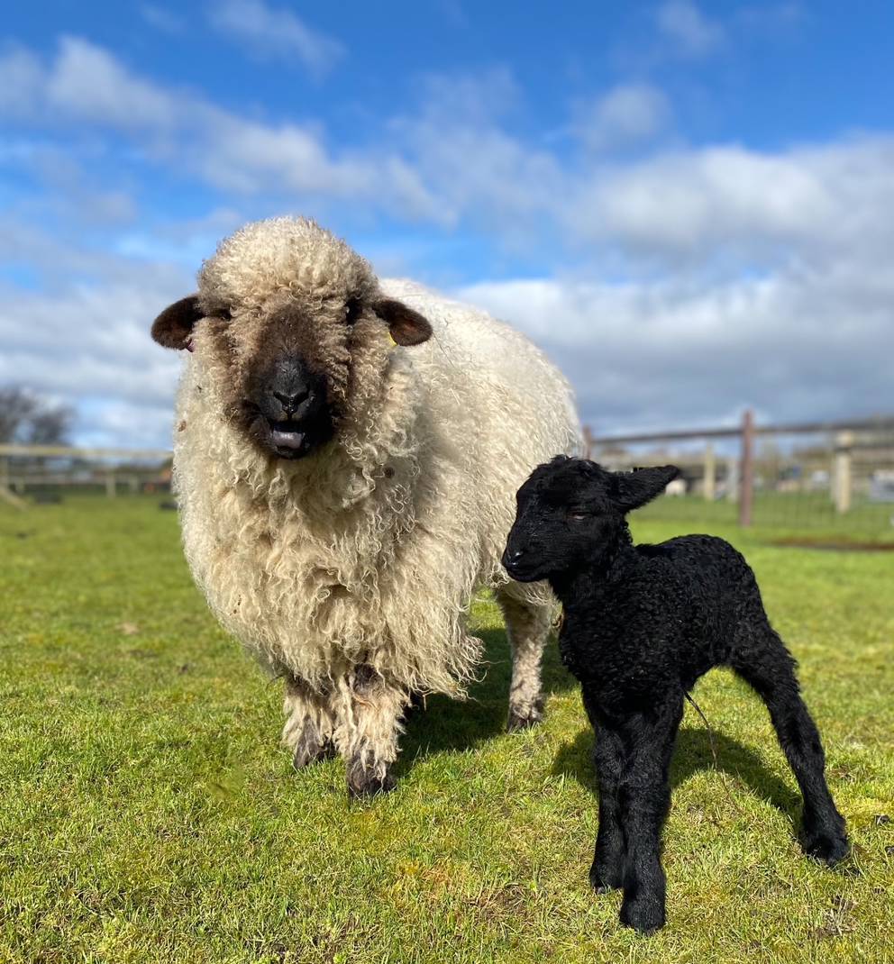 Home | Hasty's Adventure Farm